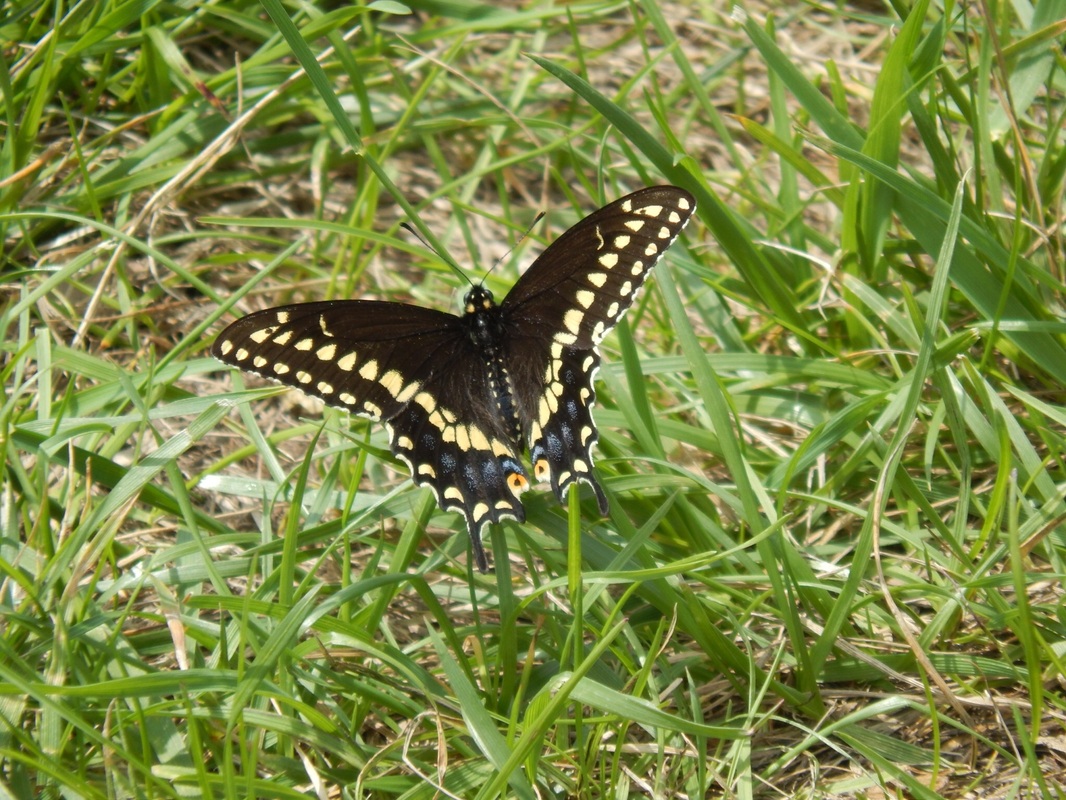 Cancer Facts - Animal Cancer Foundation